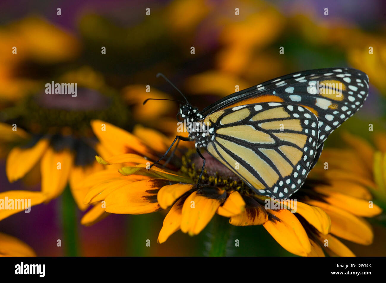 Monarch Butterfly, Danaus plexippus Stock Photo - Alamy