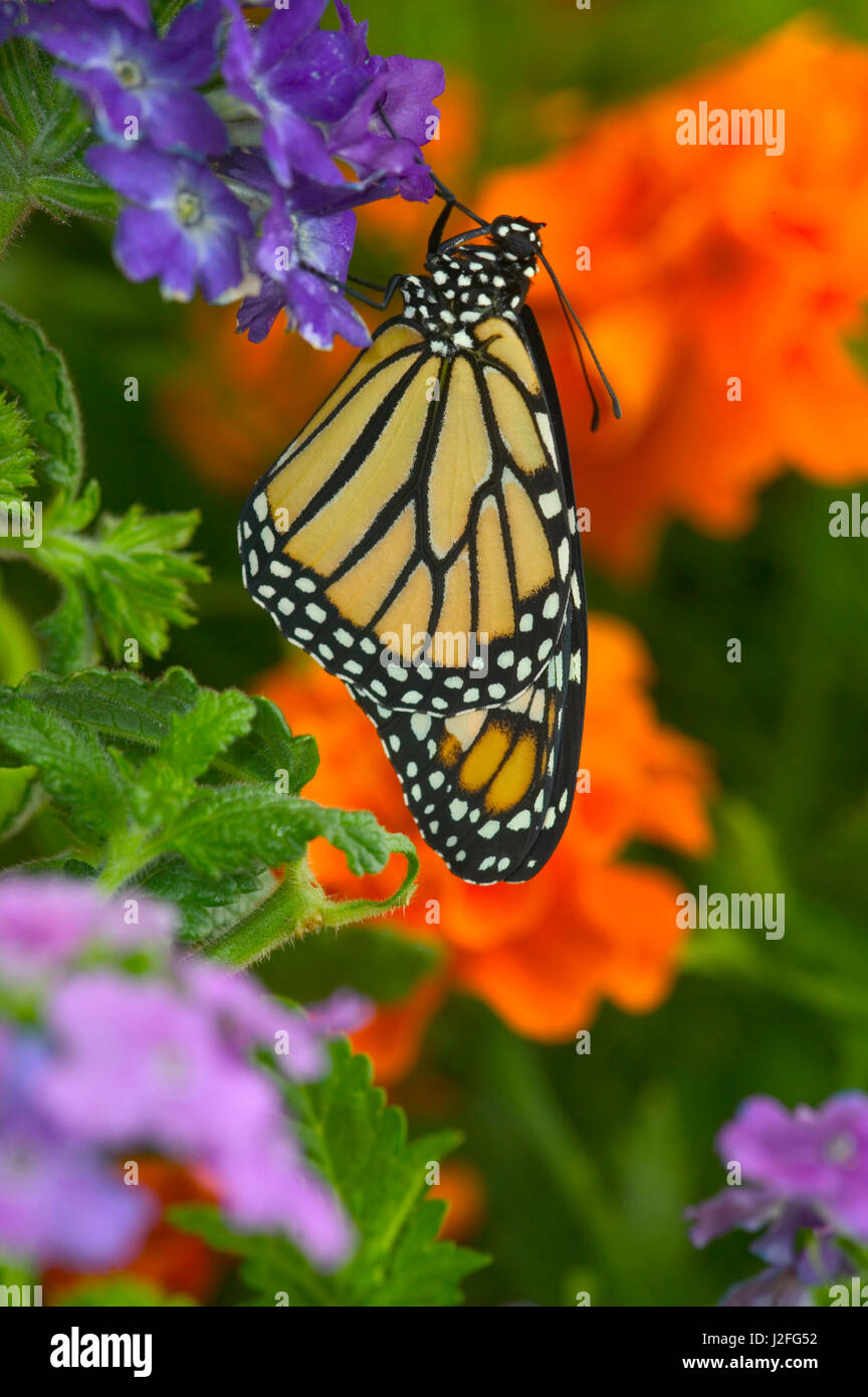 Monarch Butterfly, Danaus plexippus Stock Photo - Alamy