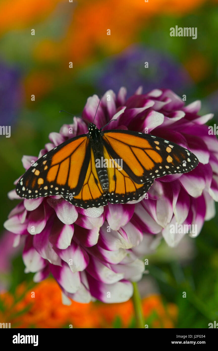 Monarch Butterfly, Danaus plexippus Stock Photo - Alamy