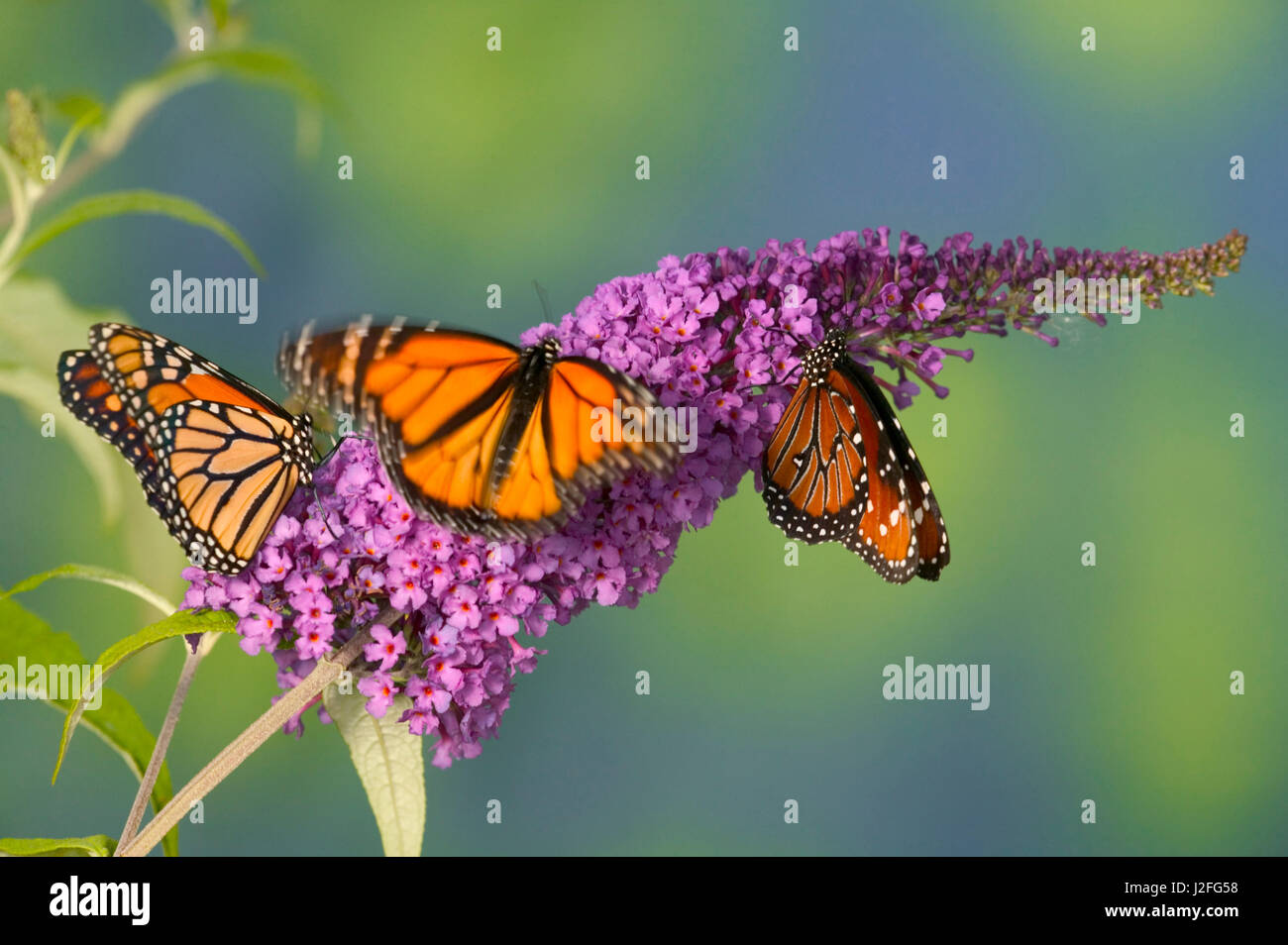 Monarch Butterfly, Danaus plexippus Stock Photo - Alamy