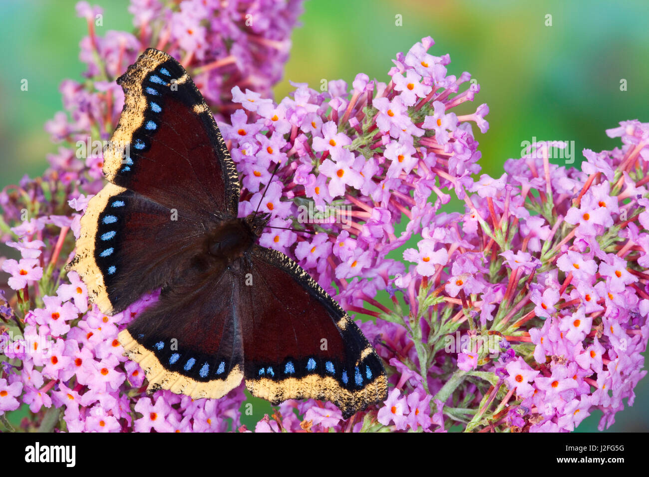 Mourning Cloak Butterfly, Nymphalis vaualbum Stock Photo - Alamy