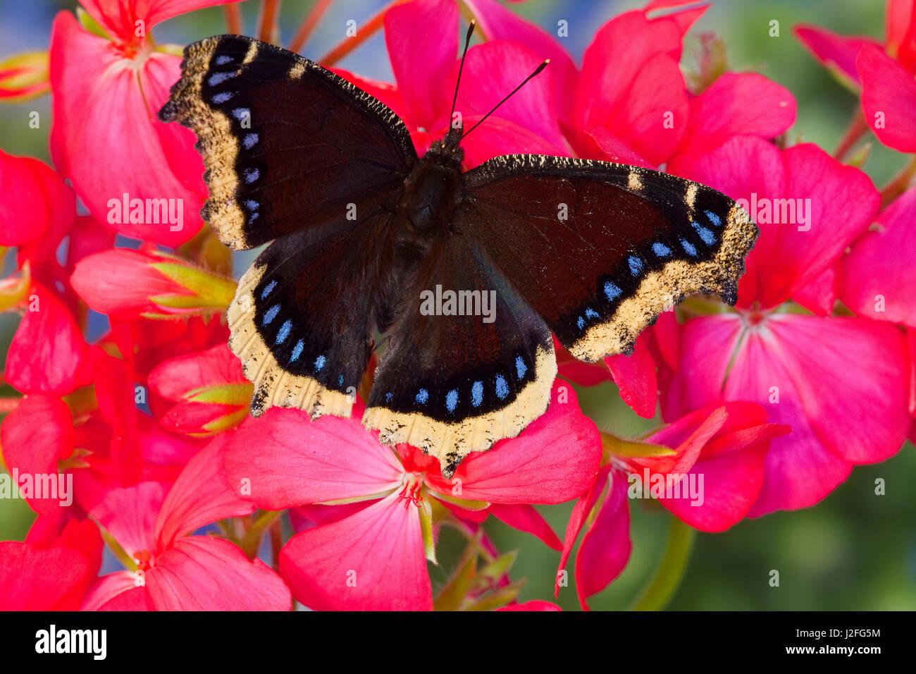 Mourning Cloak Butterfly, Nymphalis vaualbum Stock Photo - Alamy