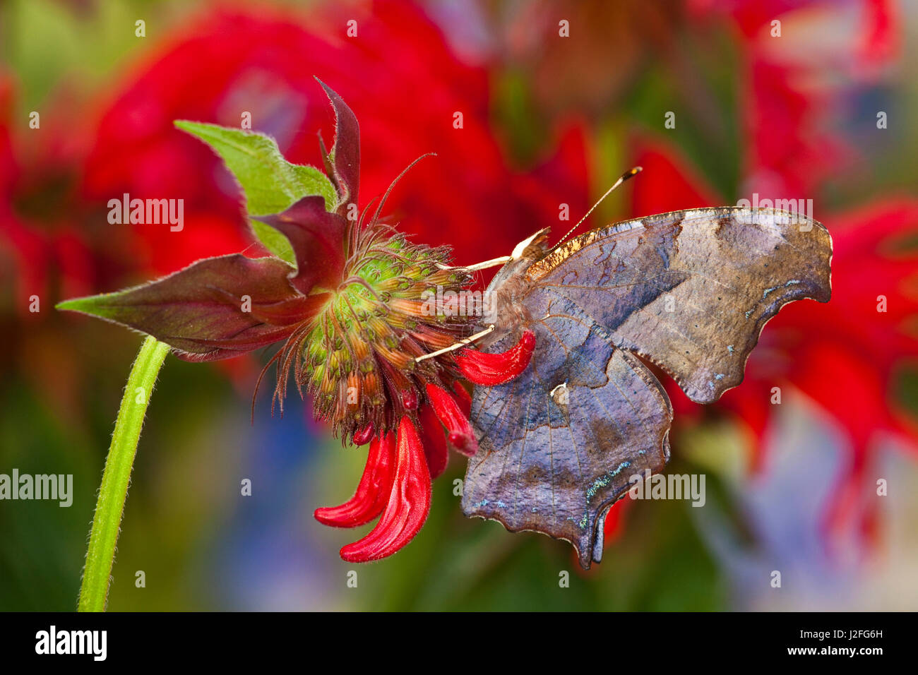Question Mark Butterfly, Polygonia interrogationis female on red Bee ...