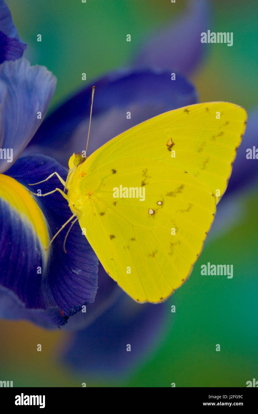 Sulphur Butterfly in the Phoebis family Stock Photo - Alamy