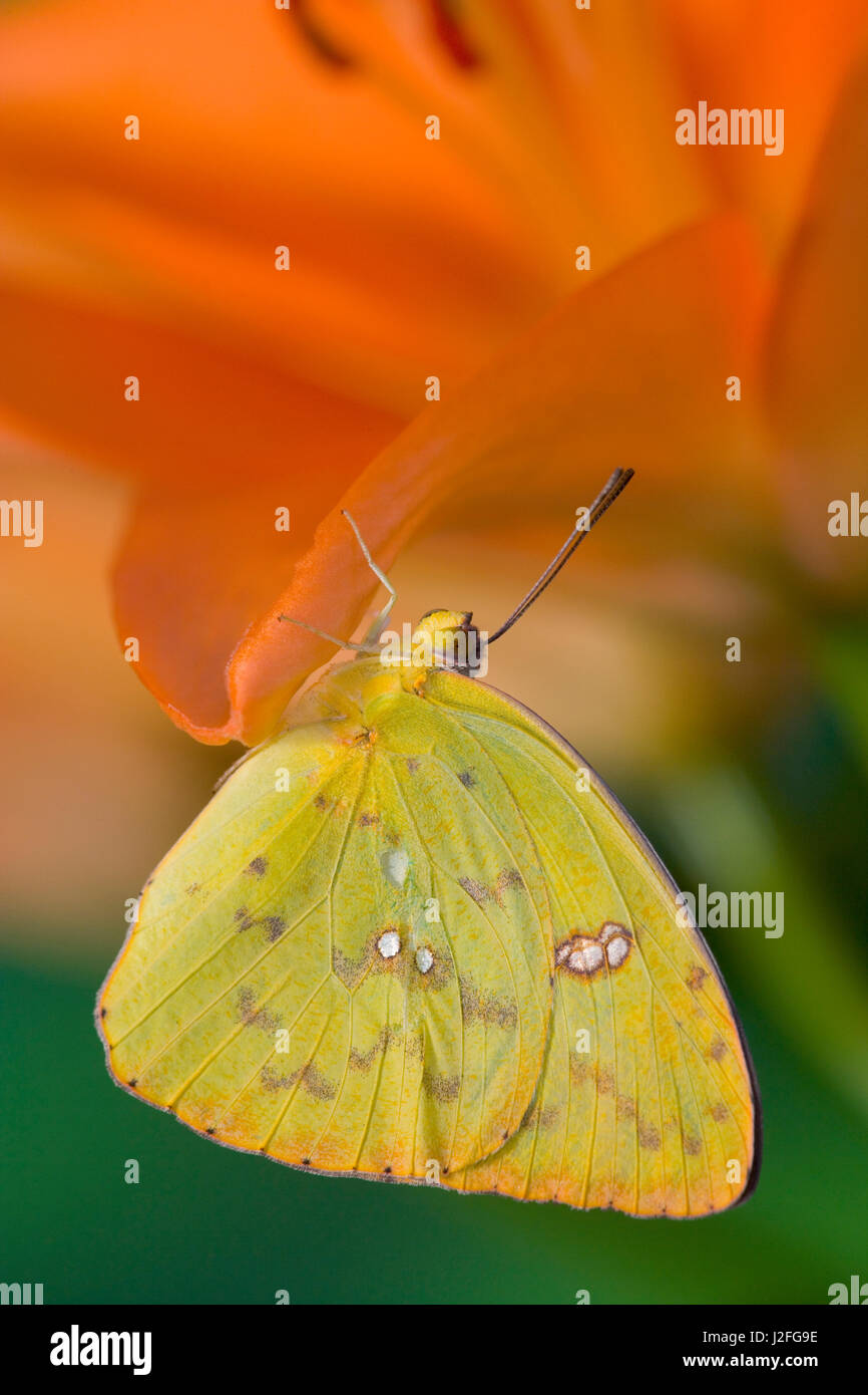 Sulphur Butterfly in the Phoebis family Stock Photo - Alamy