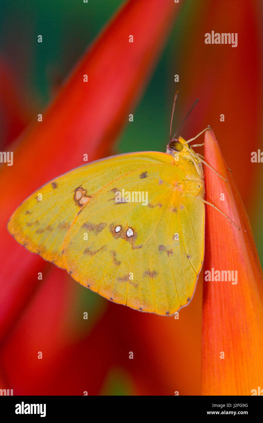 Sulphur Butterfly in the Phoebis family Stock Photo - Alamy