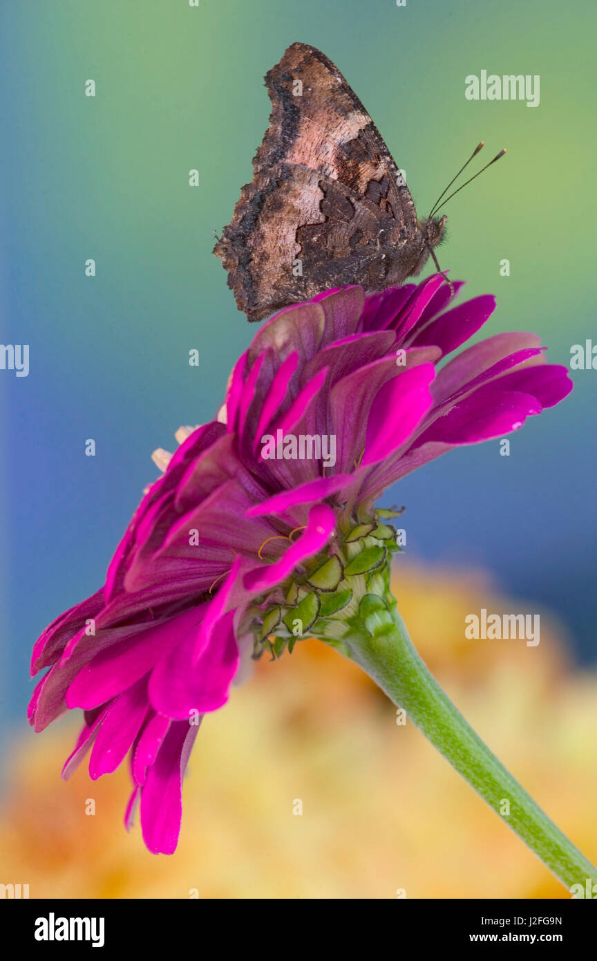 Tortoise-shell Butterfly, Nymphalis Stock Photo - Alamy