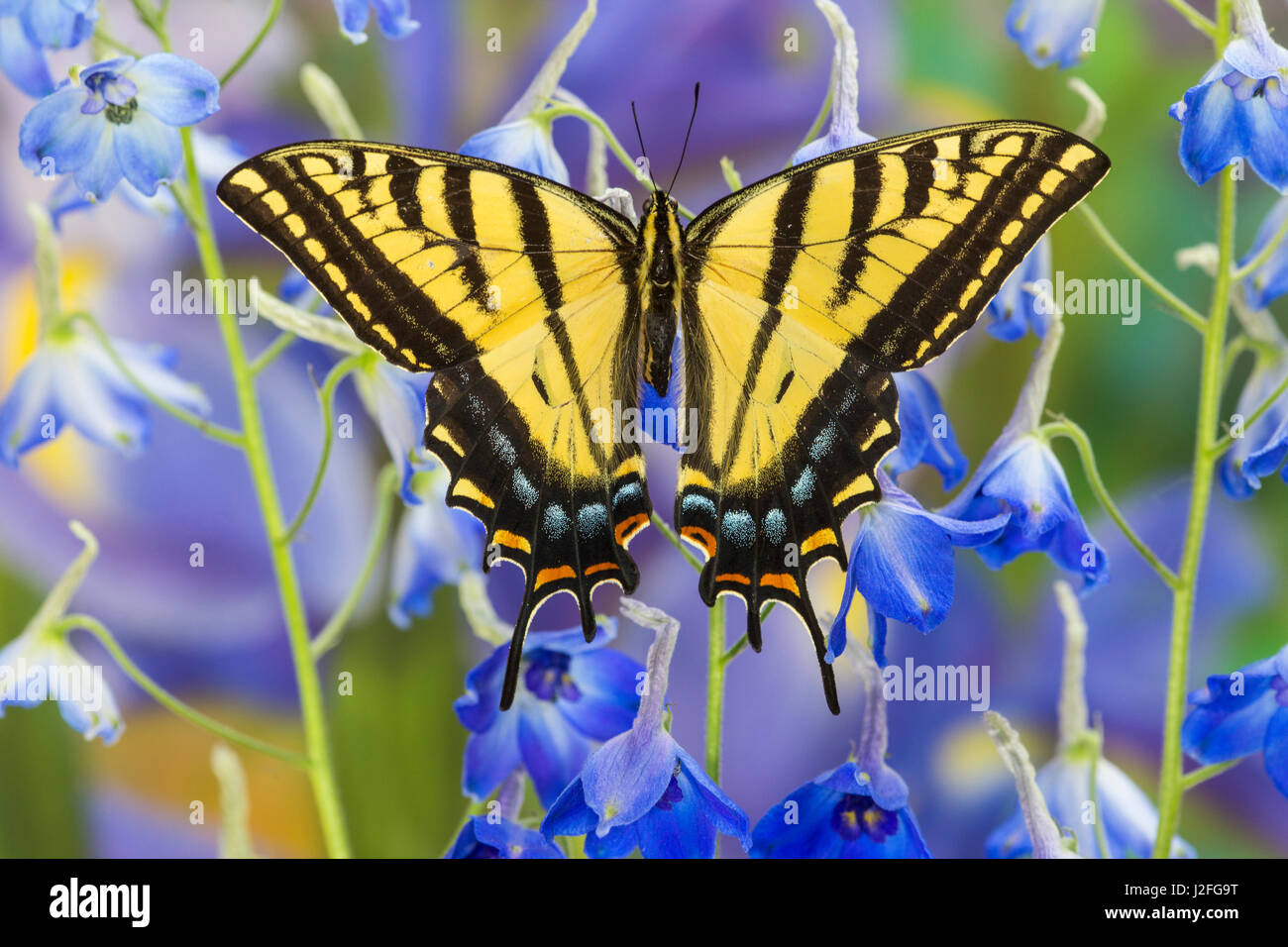 Two-tailed Swallowtail Butterfly, Papilio multicaudatus Stock Photo - Alamy