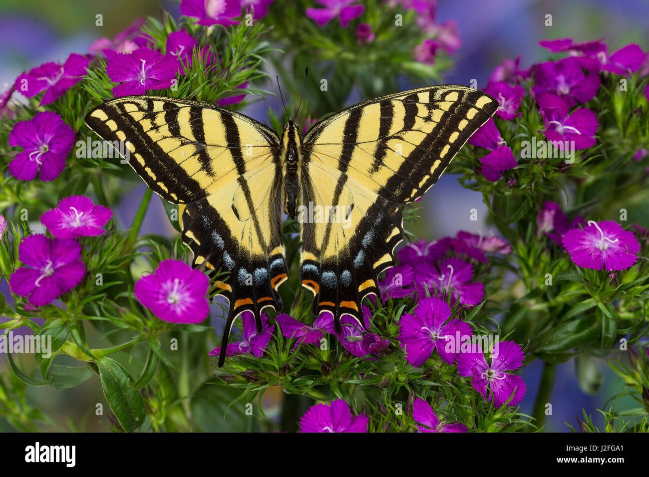 Two-tailed Swallowtail Butterfly, Papilio multicaudatus Stock Photo - Alamy