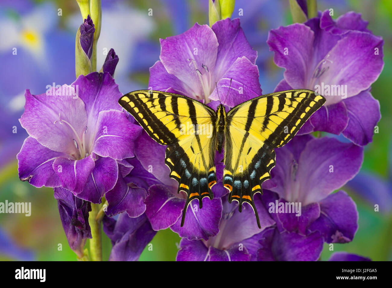 Two tailed merman or mermaid hi-res stock photography and images - Alamy