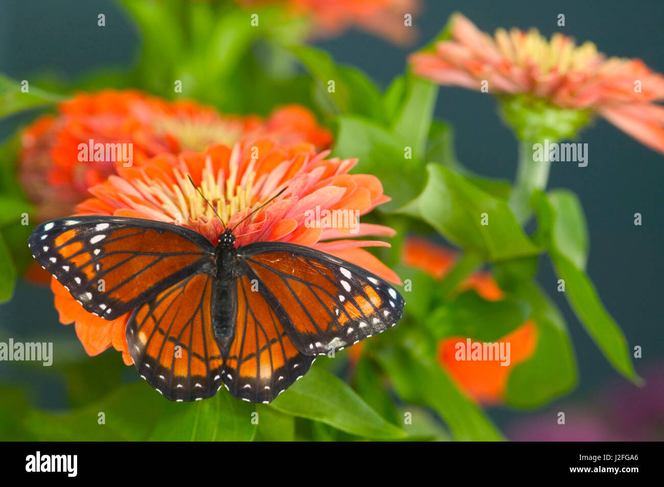 Viceroy Butterfly that mimics the Monarch Butterfly Stock Photo - Alamy