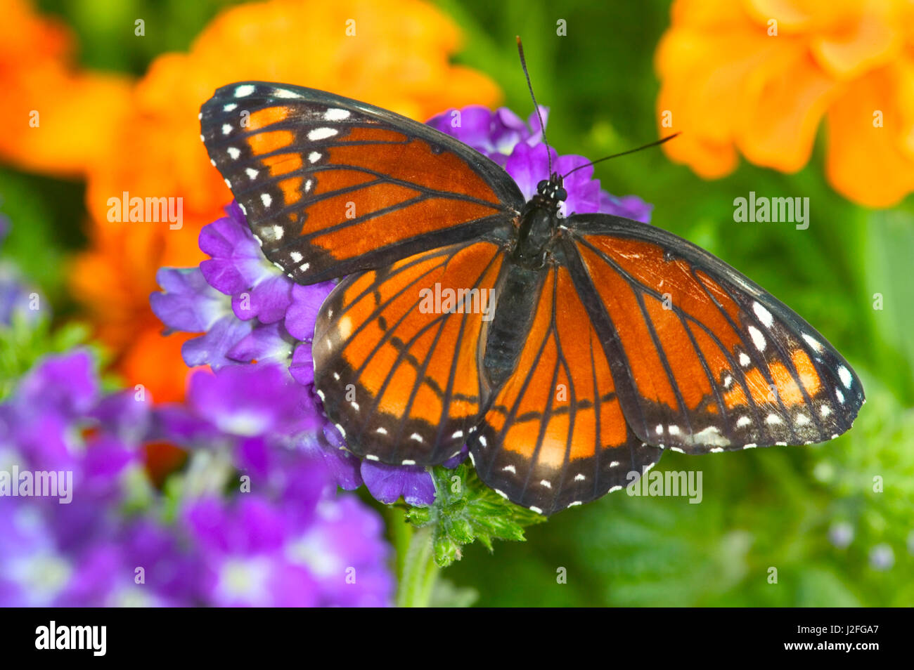 Viceroy Butterfly that mimics the Monarch Butterfly Stock Photo - Alamy