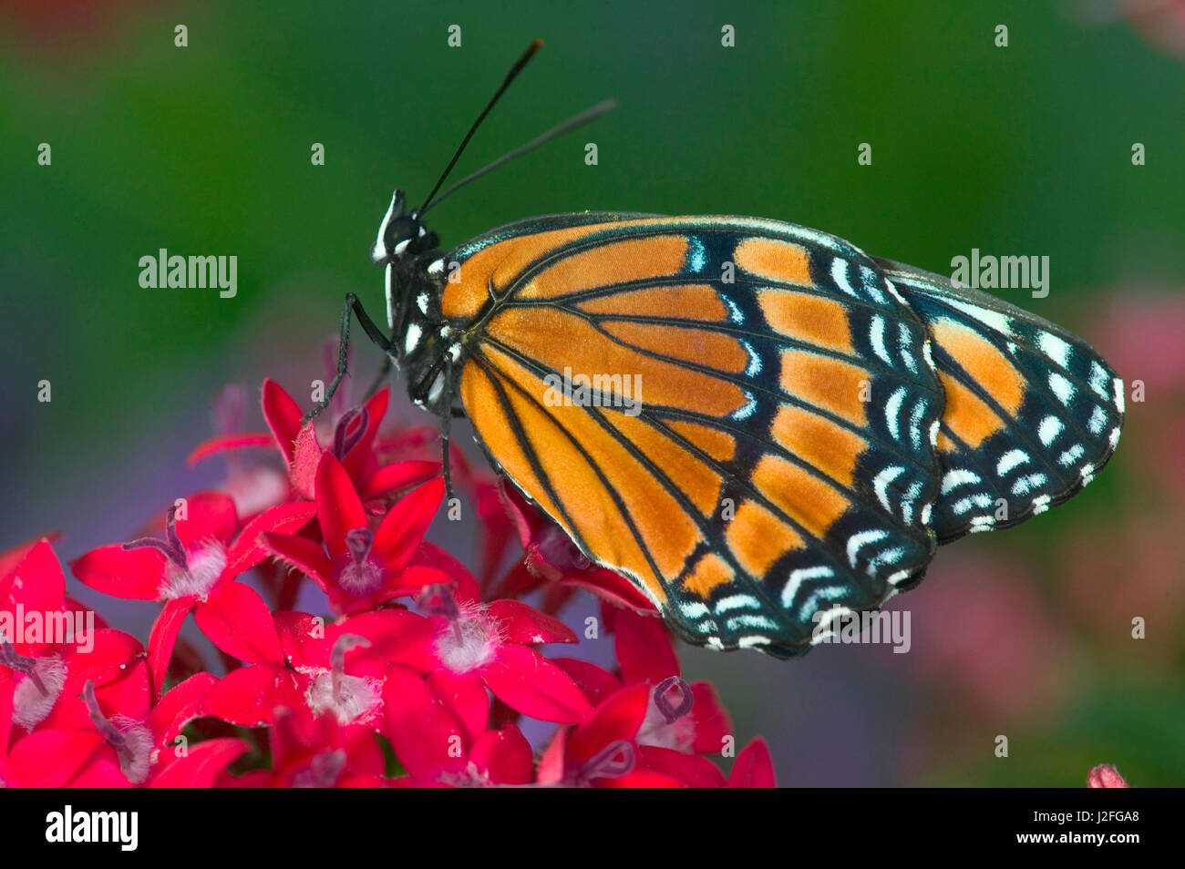 Viceroy Butterfly that mimics the Monarch Butterfly Stock Photo - Alamy