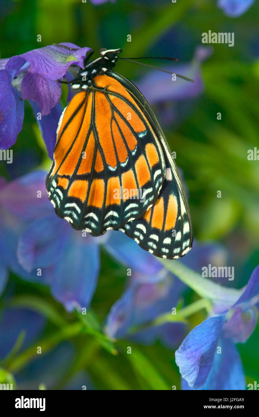 Viceroy Butterfly that mimics the Monarch Butterfly Stock Photo - Alamy