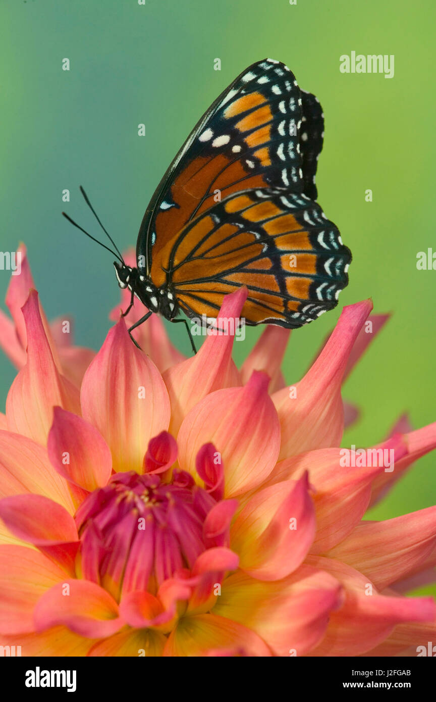 Viceroy Butterfly that mimics the Monarch Butterfly Stock Photo - Alamy