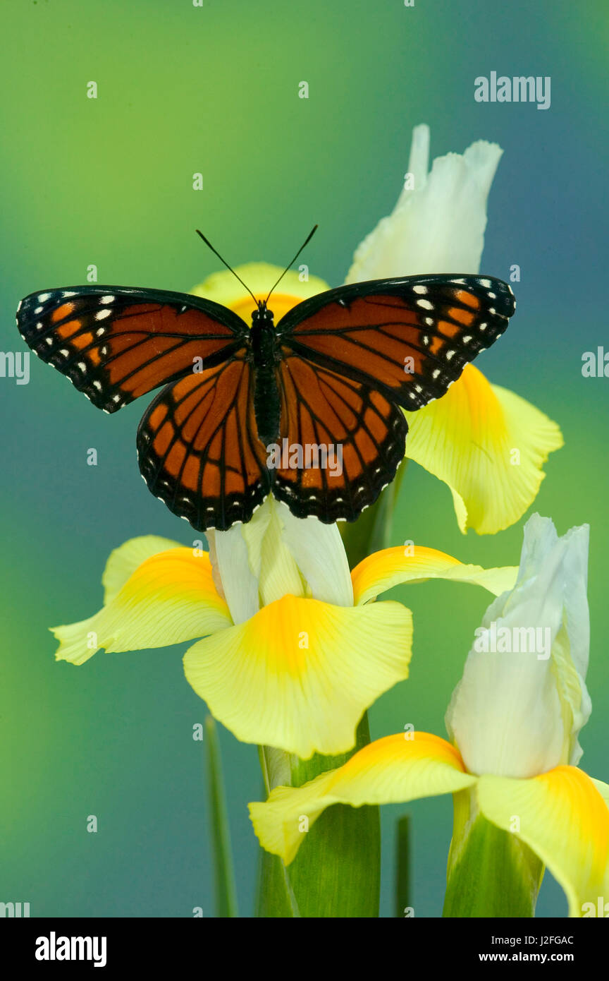 Viceroy Butterfly that mimics the Monarch Butterfly Stock Photo - Alamy