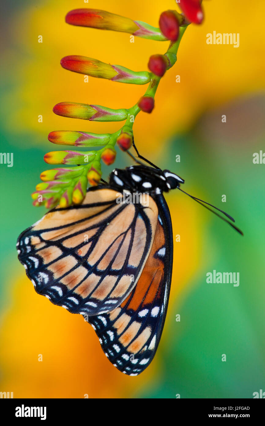 Mimics monarch hi-res stock photography and images - Alamy