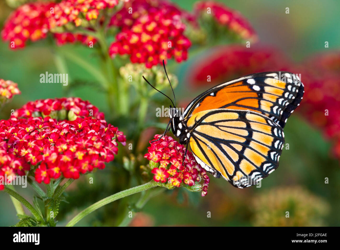 Viceroy Butterfly that mimics the Monarch Butterfly Stock Photo - Alamy