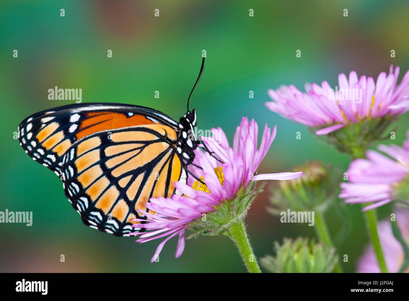Viceroy Butterfly that mimics the Monarch Butterfly Stock Photo - Alamy