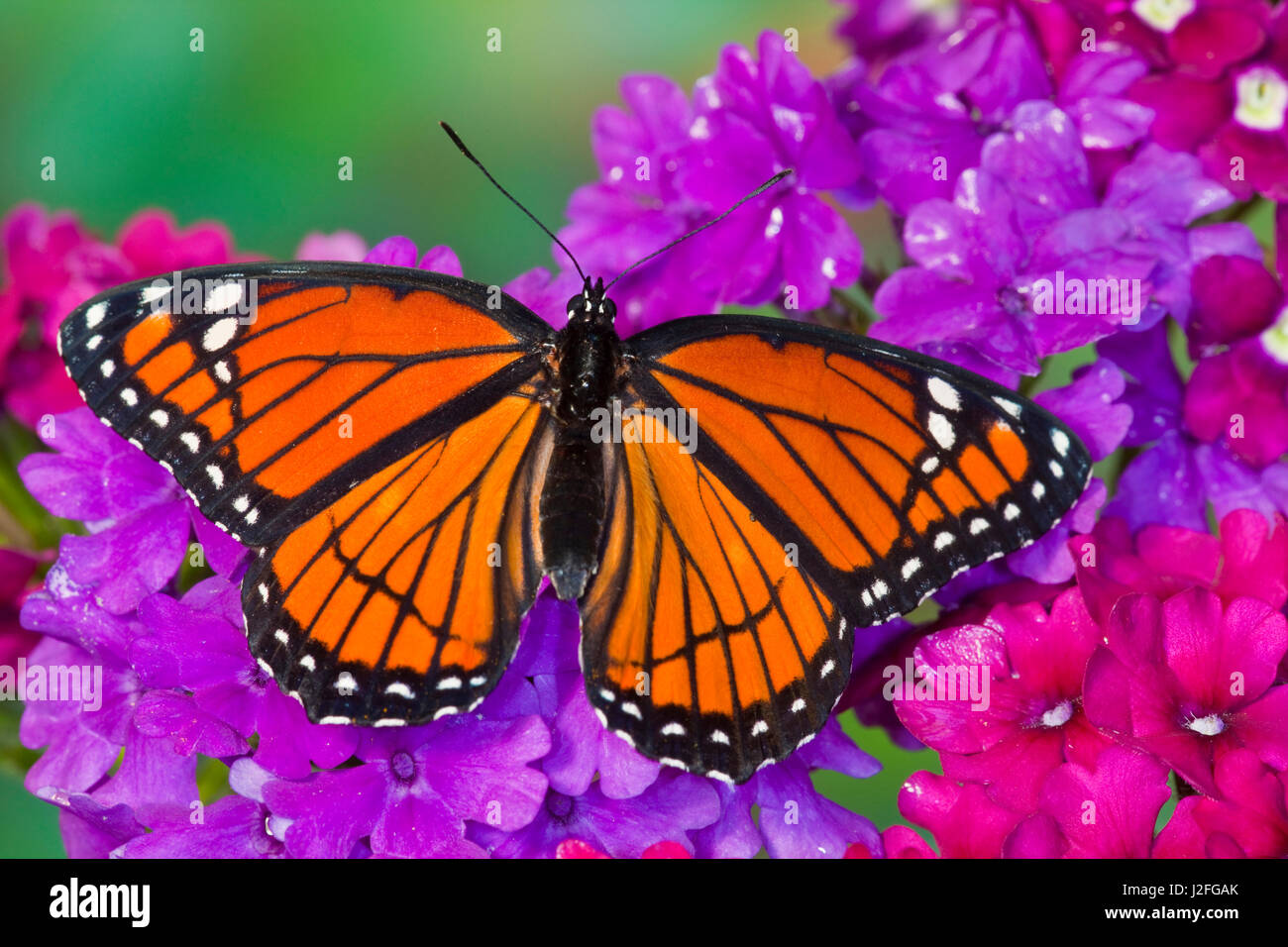 Viceroy Butterfly that mimics the Monarch Butterfly Stock Photo - Alamy