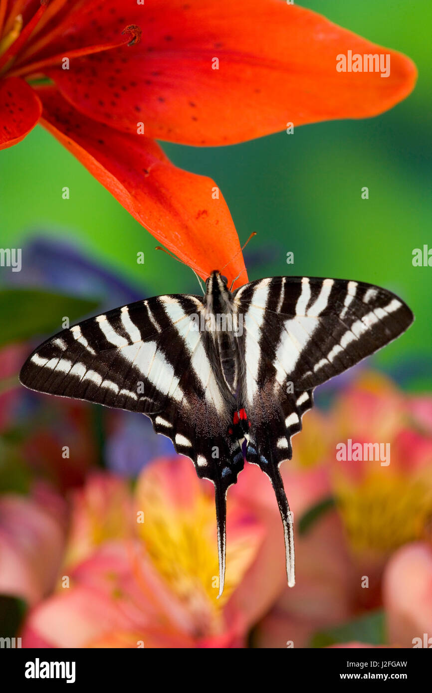Zebra Swallowtail North American Swallowtail Butterfly, Eurytides ...