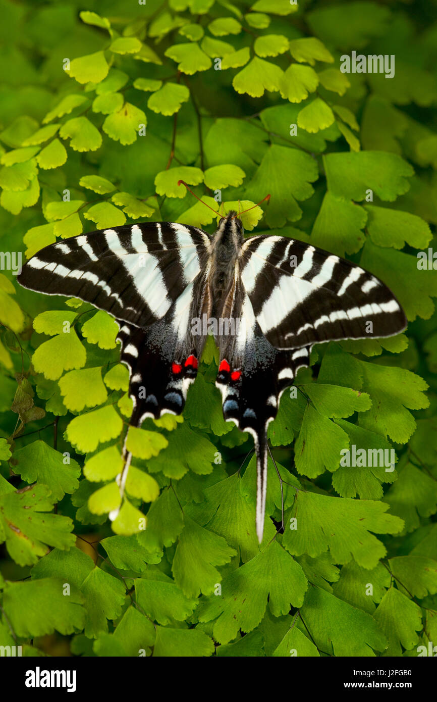 Zebra Swallowtail North American Swallowtail Butterfly, Eurytides ...