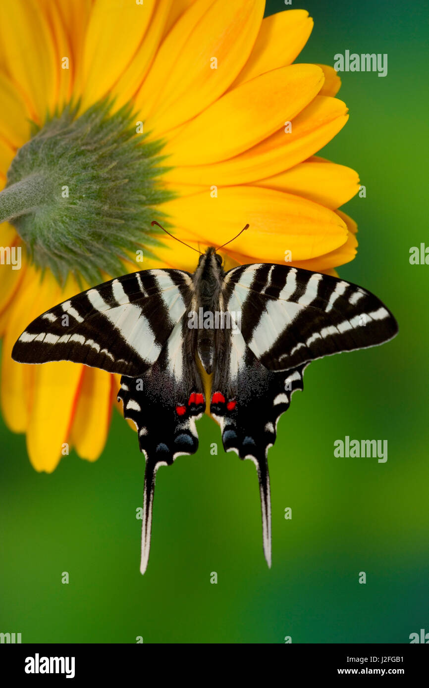 Zebra Swallowtail North American Swallowtail Butterfly, Eurytides ...