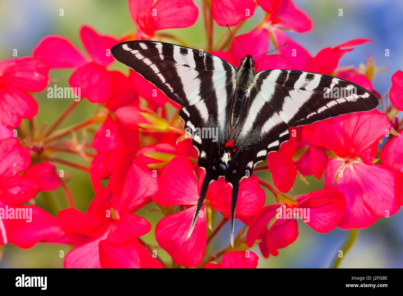 Zebra Swallowtail North American Swallowtail Butterfly, Eurytides ...