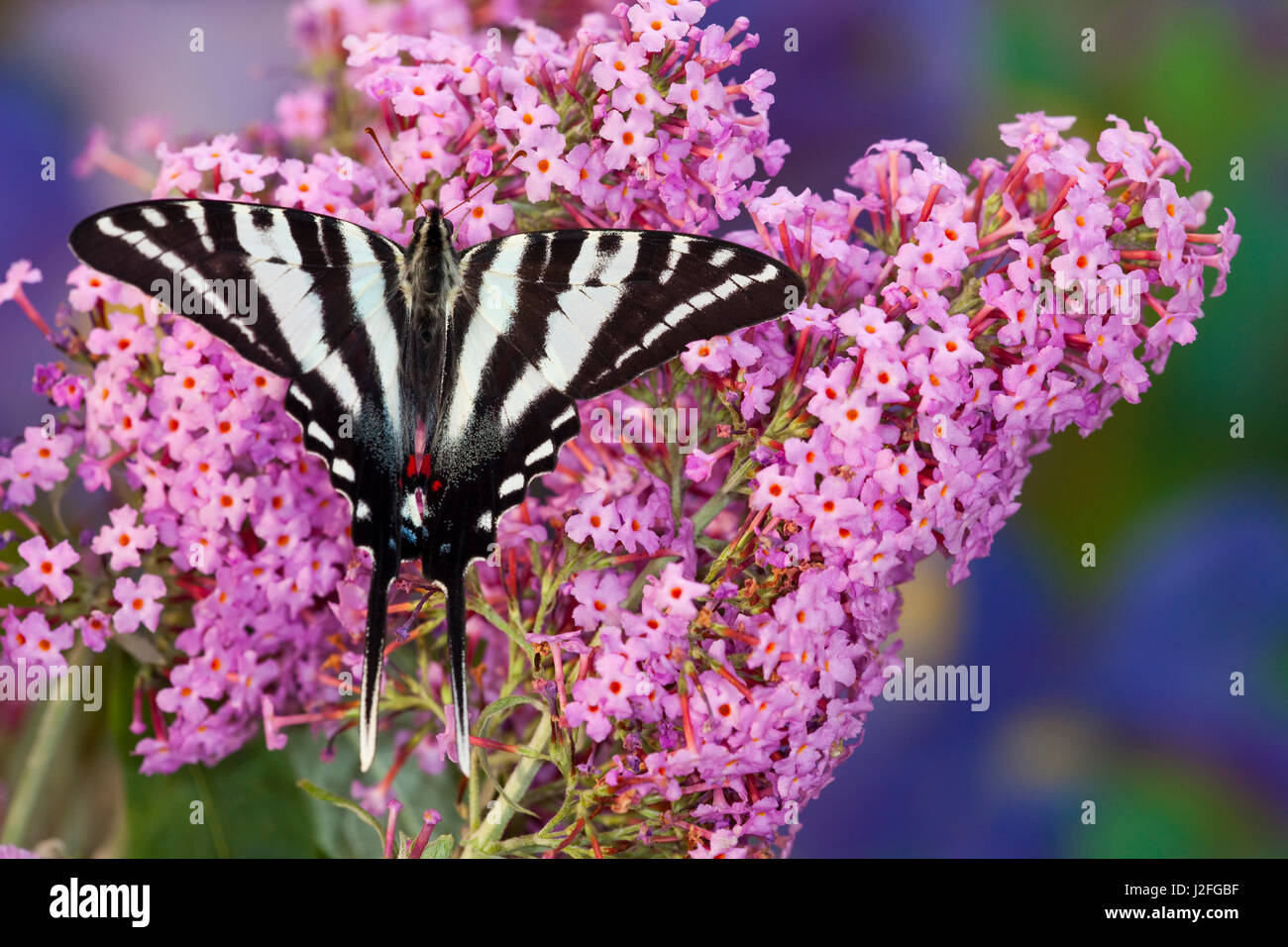 Zebra Swallowtail North American Swallowtail Butterfly, Eurytides ...