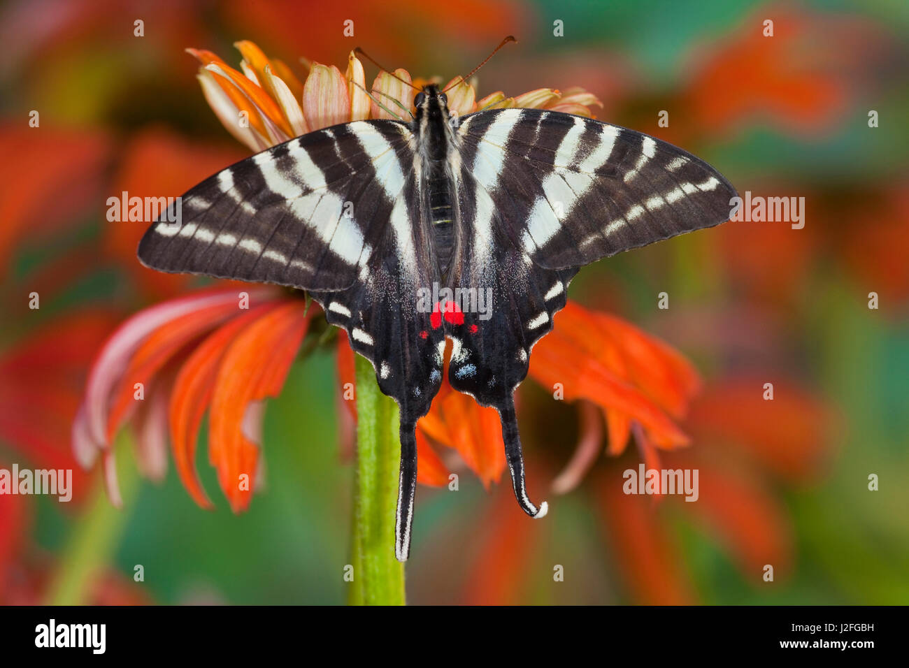 Zebra Swallowtail North American Swallowtail Butterfly, Eurytides ...