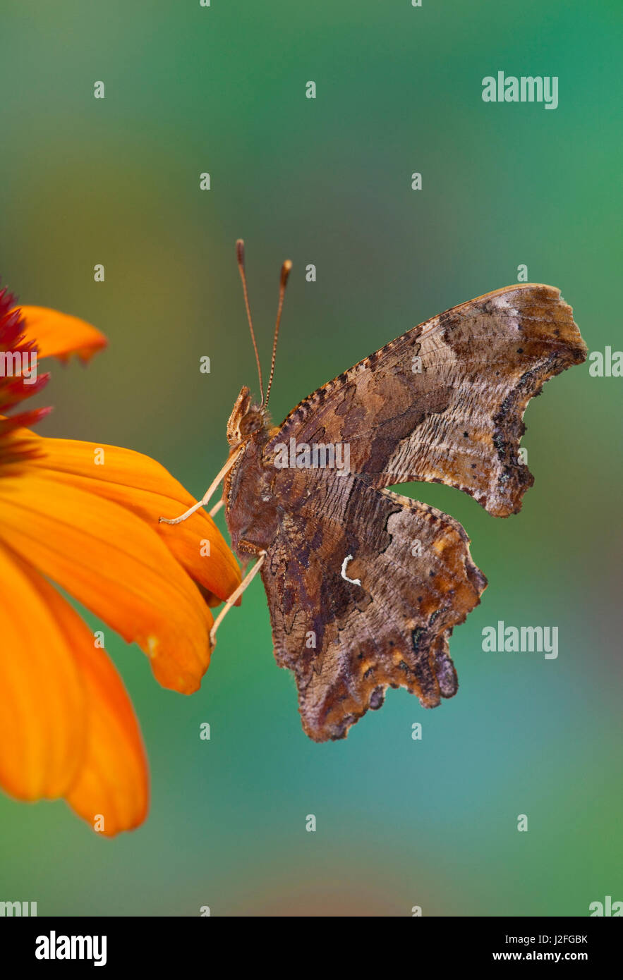 Angle Wing Butterfly on cone flower Stock Photo - Alamy
