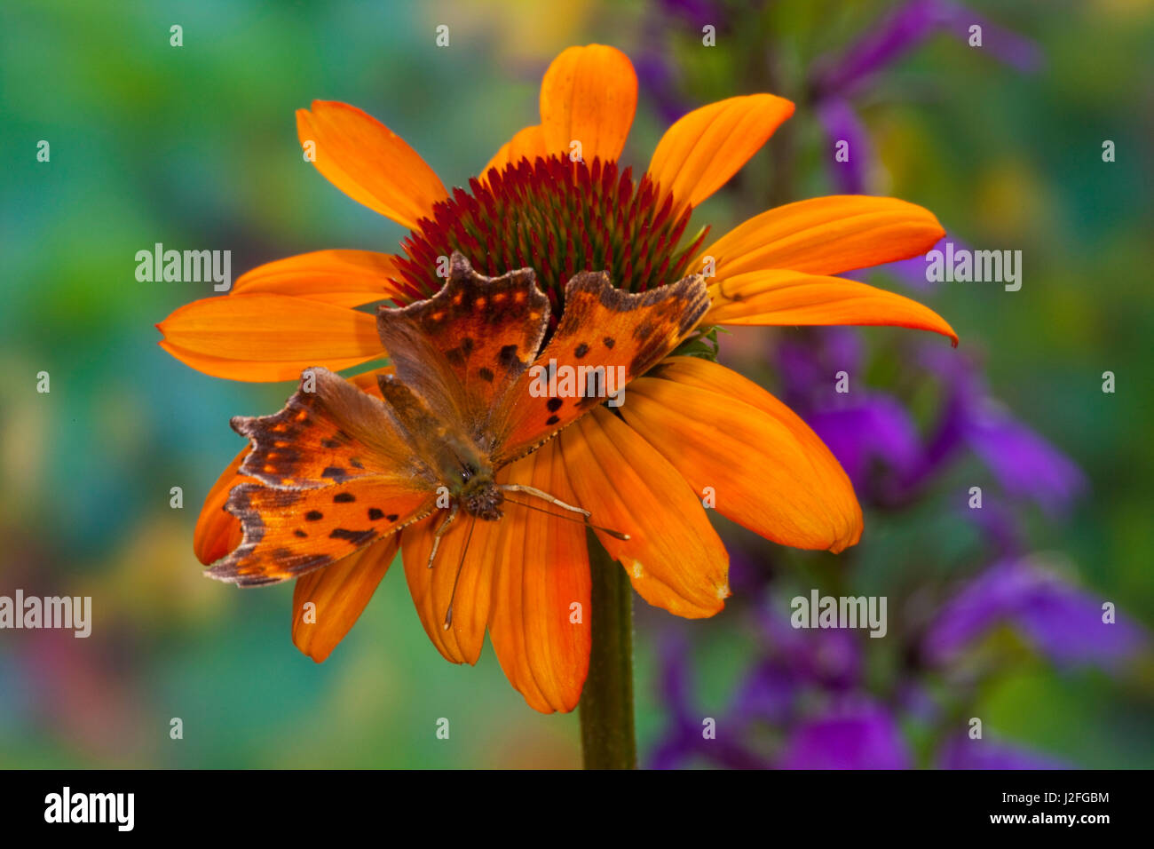 Angle Wing Butterfly on cone flower Stock Photo - Alamy