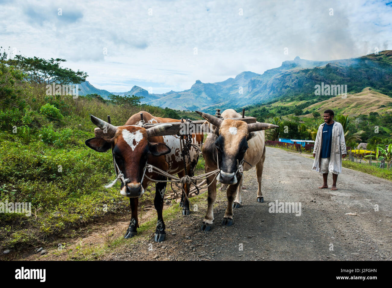 Farming in fiji hi-res stock photography and images - Alamy