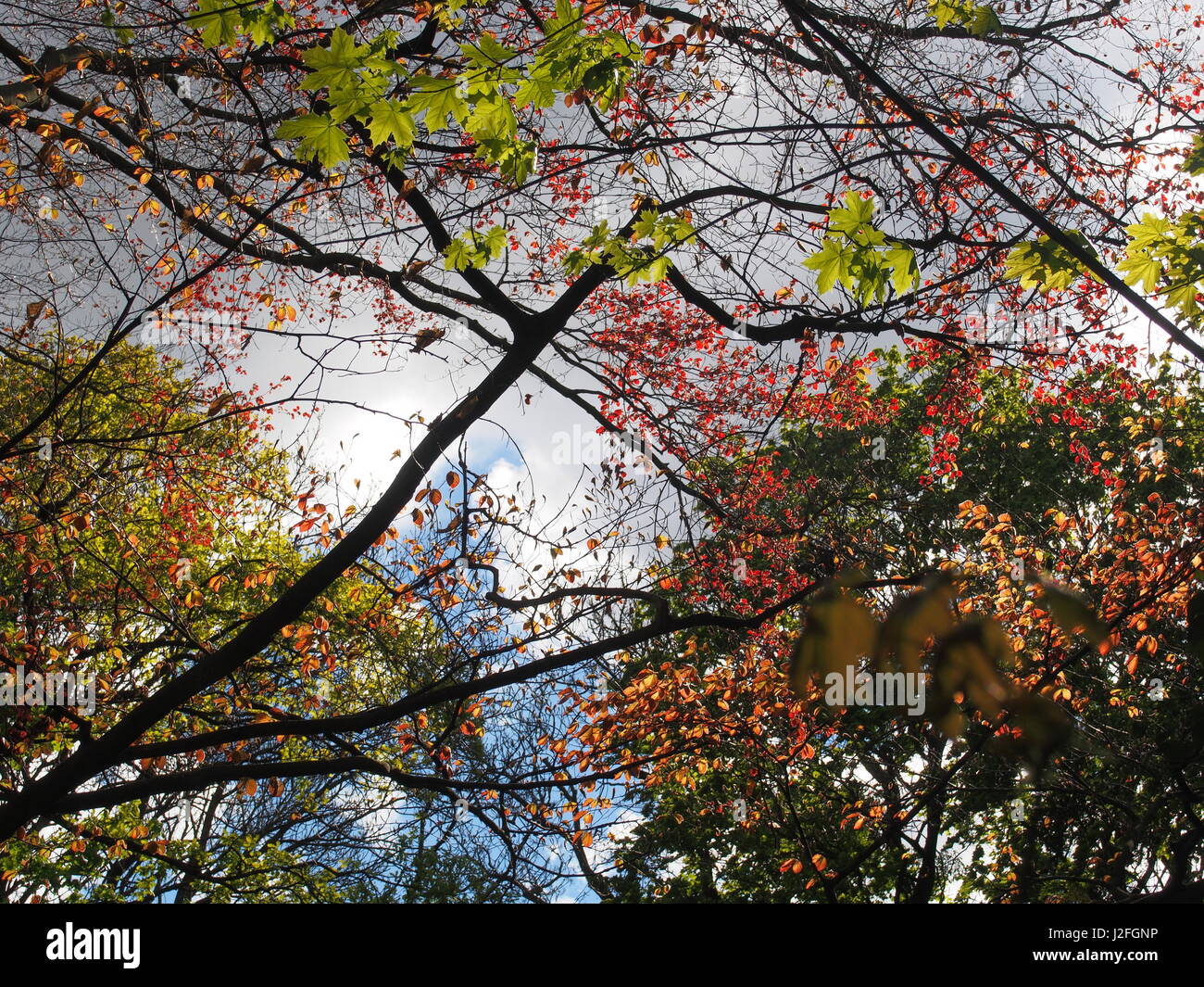 Low angle view trees and blue sky Stock Photo - Alamy