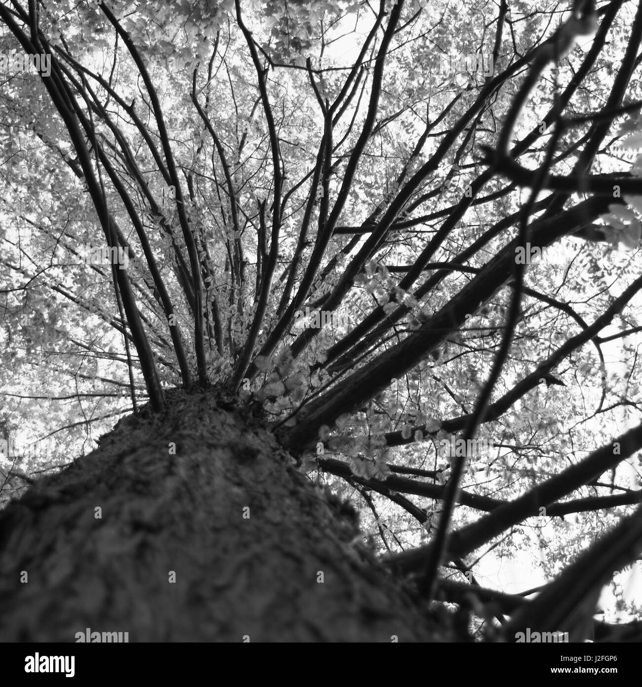 Low angle of tree hi-res stock photography and images - Alamy