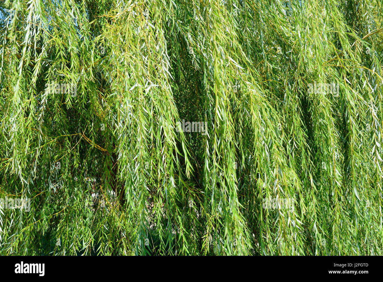 Weeping willow tree branches on the nature. Background texture Stock ...