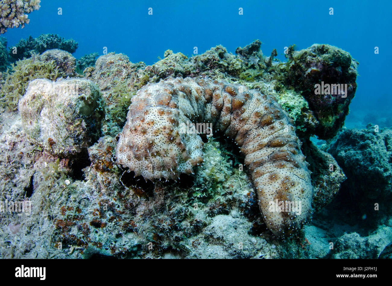 Blackspotted Sea Cucumber (Bohadschia graeffei), on coral reef, Fiji ...