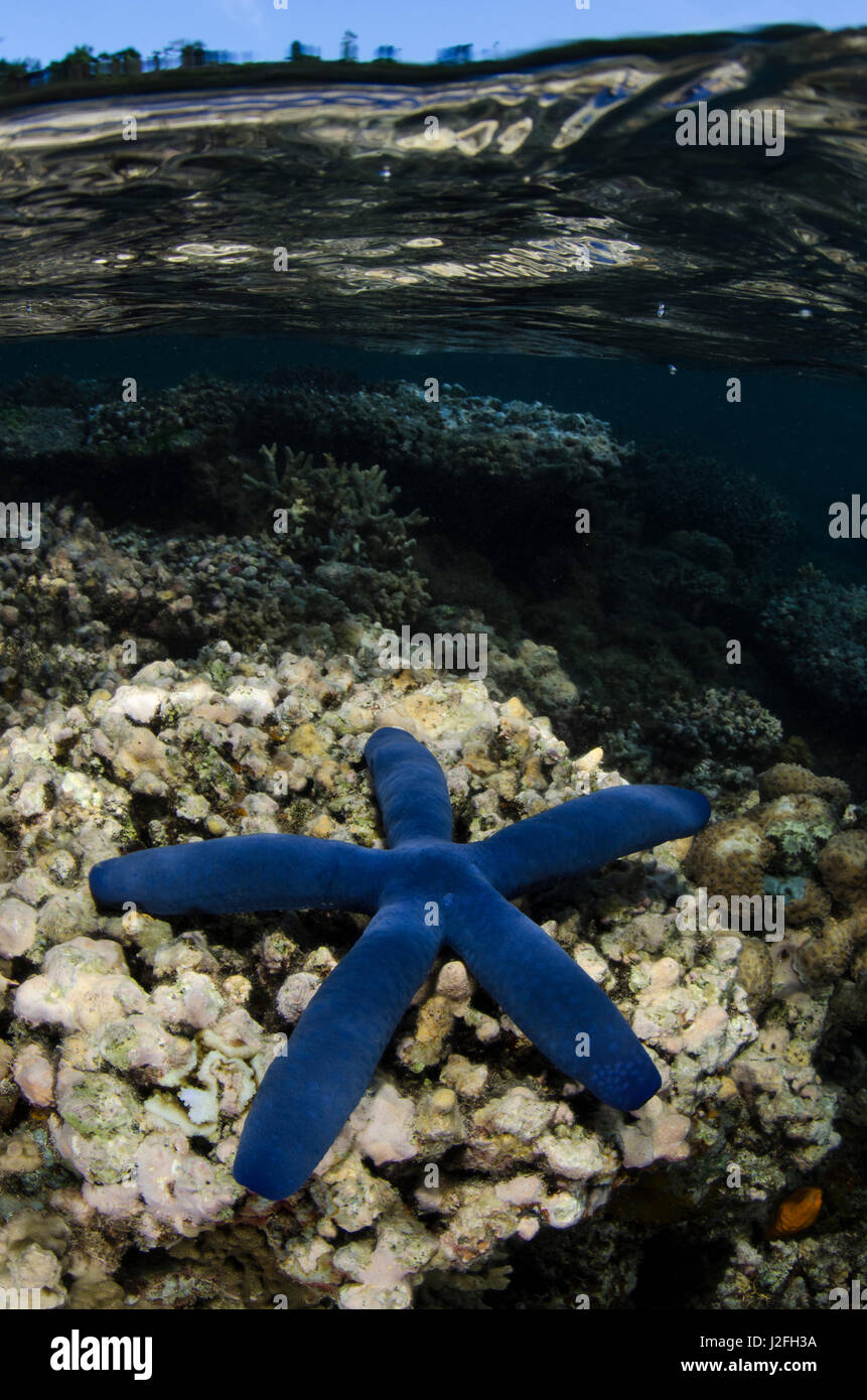 Blue Sea Star (Linckia laevigata), on coral reef, Fiji Stock Photo - Alamy