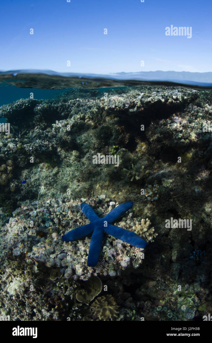 Blue Sea Star (Linckia laevigata), on coral reef, Fiji Stock Photo - Alamy