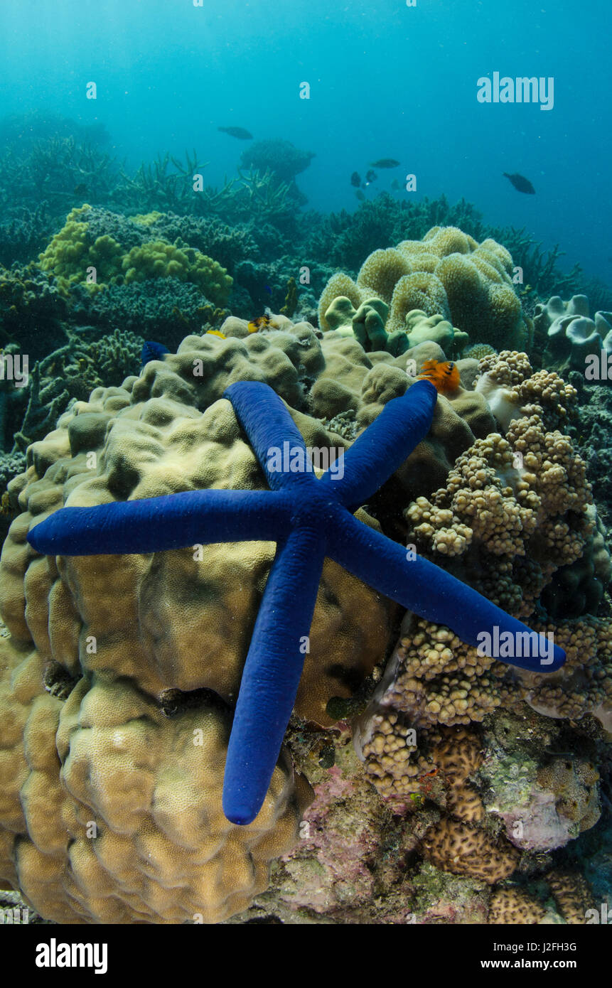 Blue Sea Star (Linckia laevigata), on coral reef, Fiji Stock Photo - Alamy