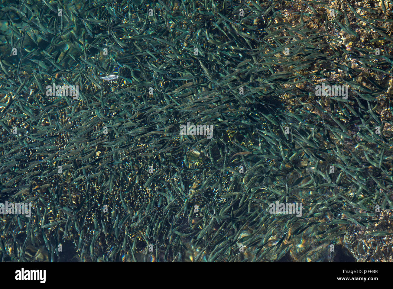 Blue-streak Fusilier (Pterocaesio tile) Koro Island. Fiji Stock Photo ...