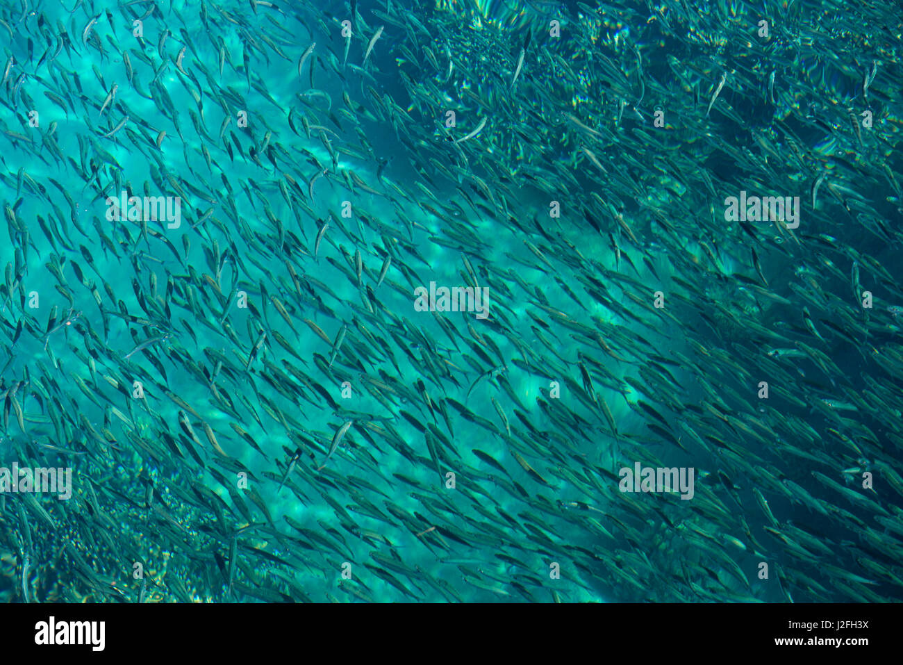Blue-streak Fusilier (Pterocaesio tile) Koro Island. Fiji Stock Photo ...