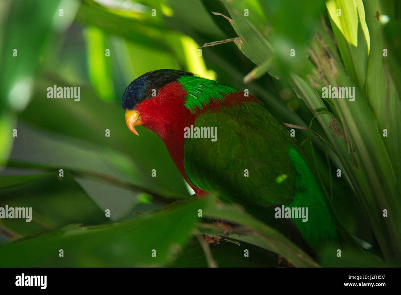 Collared Lory (Kula, Fiji-Lory) (Phigys solitarius), Endemic to Fiji ...