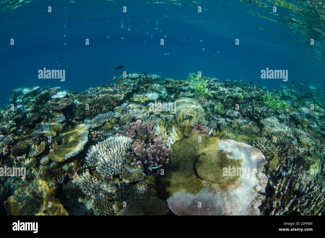 Coral Reef Diversity, Fiji Stock Photo - Alamy