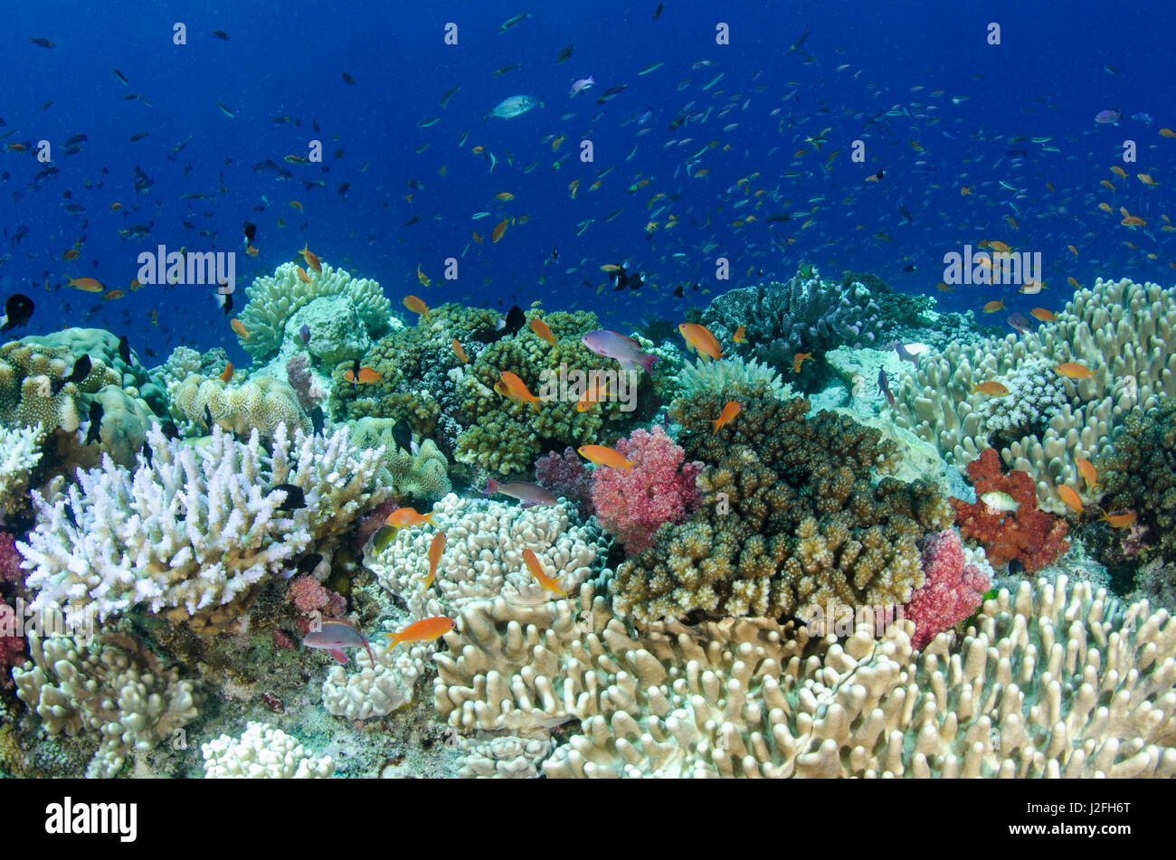 Coral Reef Diversity, Fiji Stock Photo - Alamy