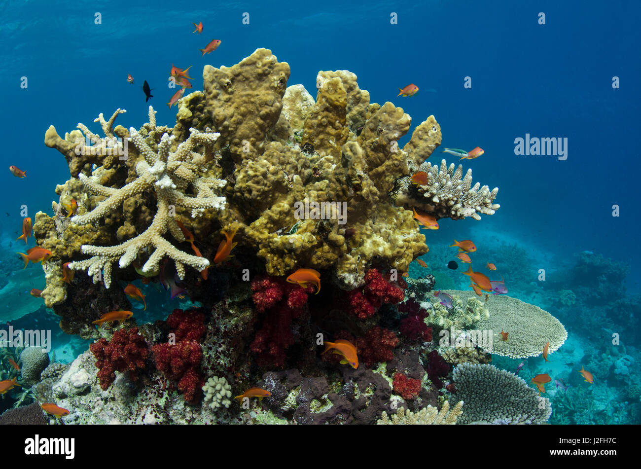 Coral Reef Diversity, Rainbow Reef, Fiji Stock Photo - Alamy