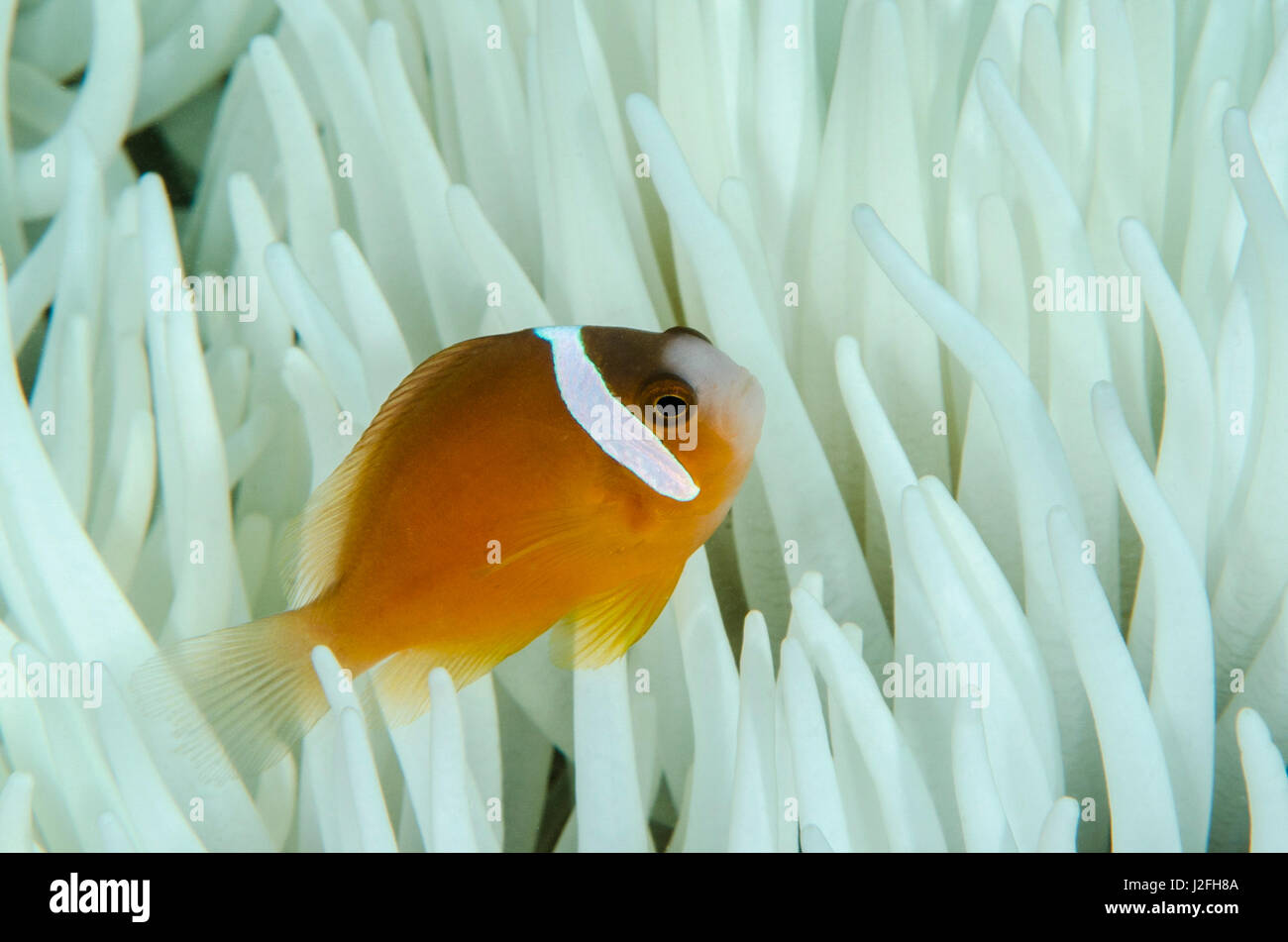 Fiji Anemone fish (Amphiprion barberi), Sheltering in host anemone for ...