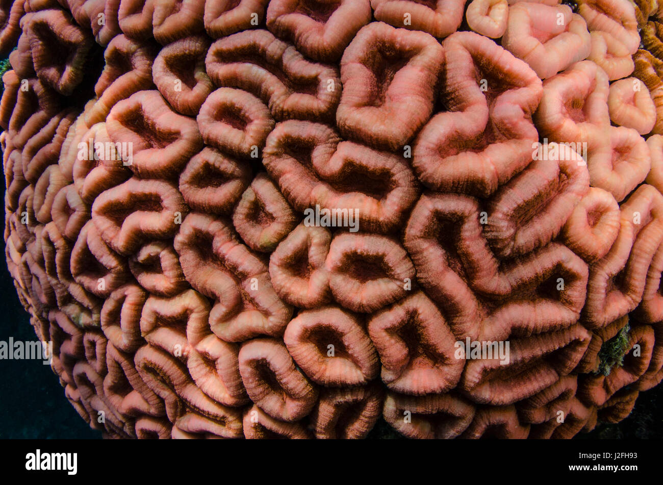 Fleshy Coral (Mussidae), Fiji Stock Photo - Alamy