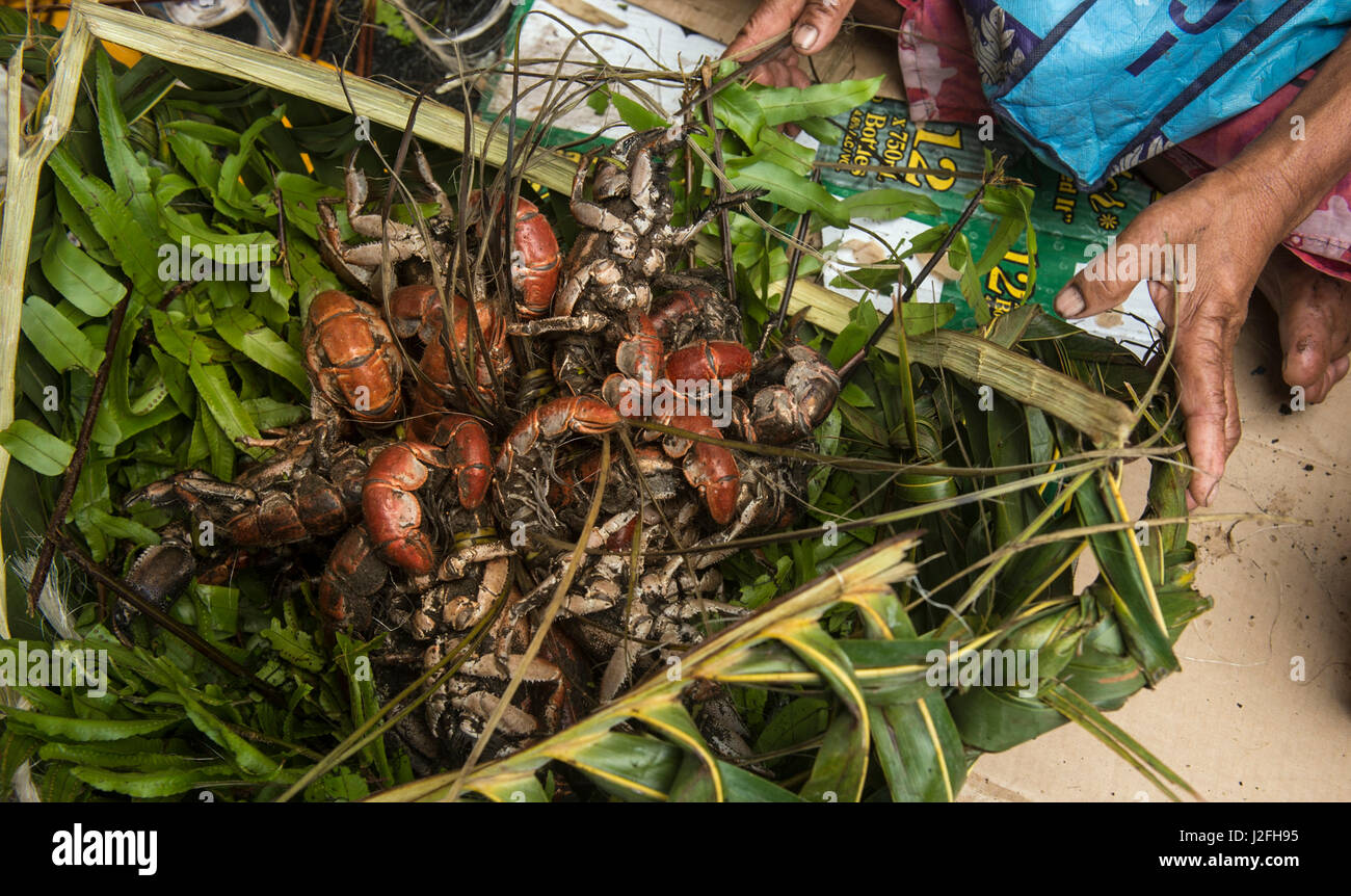 Freshwater Crayfish, Suva Sea Food Market, Suva, Viti Levu, Fiji Stock ...