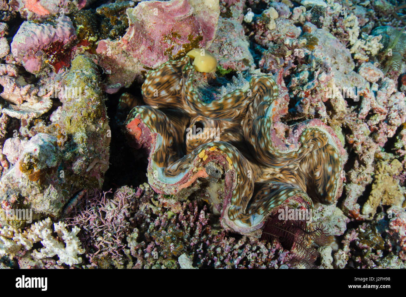 Giant Clam (Tridacna), Rainbow Reef, Fiji Stock Photo - Alamy
